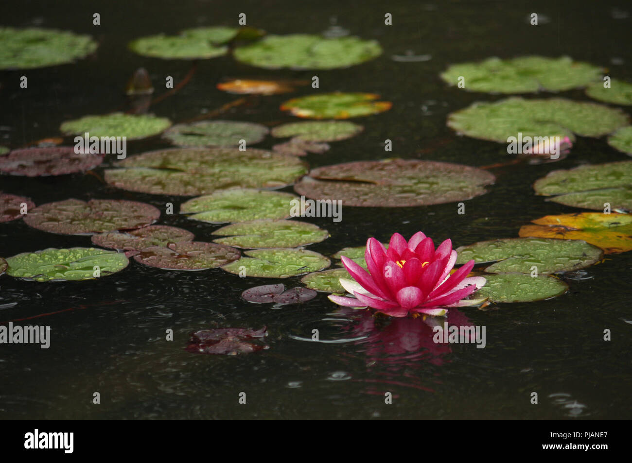 Beautiful lily in a Japanese garden in Kyoto, Japan, during rain Stock ...