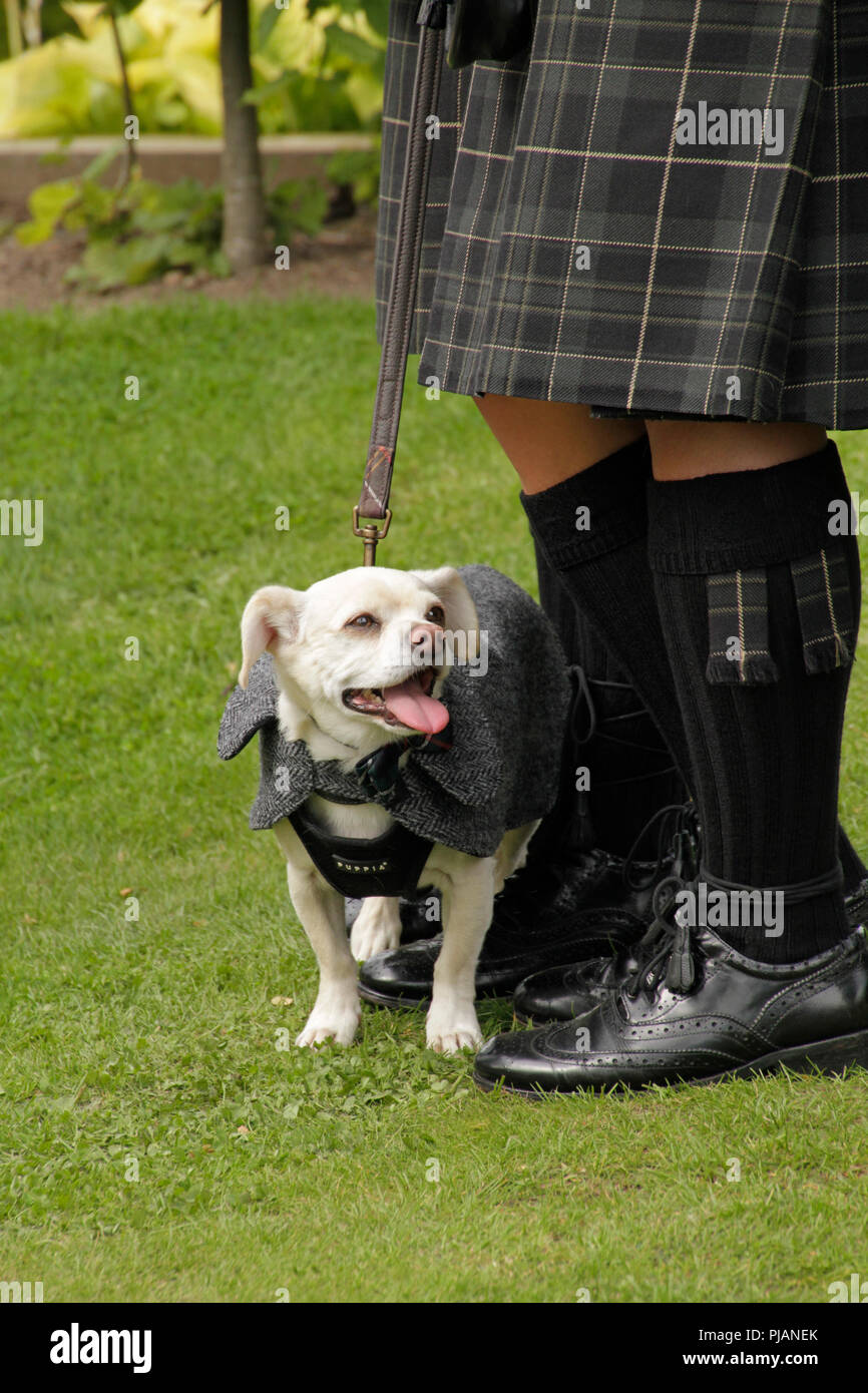 Dog wedding hi-res stock photography and images - Alamy