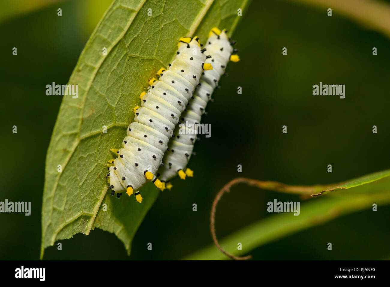 Promethea Silkmoth Caterpillar (Callosamia promethea Stock Photo - Alamy