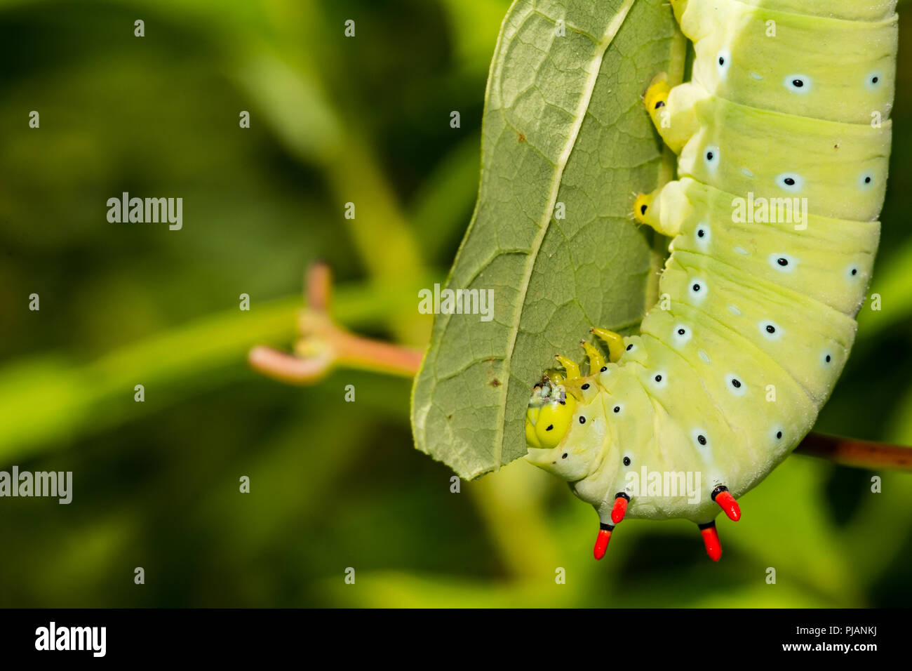 Promethea Silkmoth Caterpillar (Callosamia promethea Stock Photo - Alamy