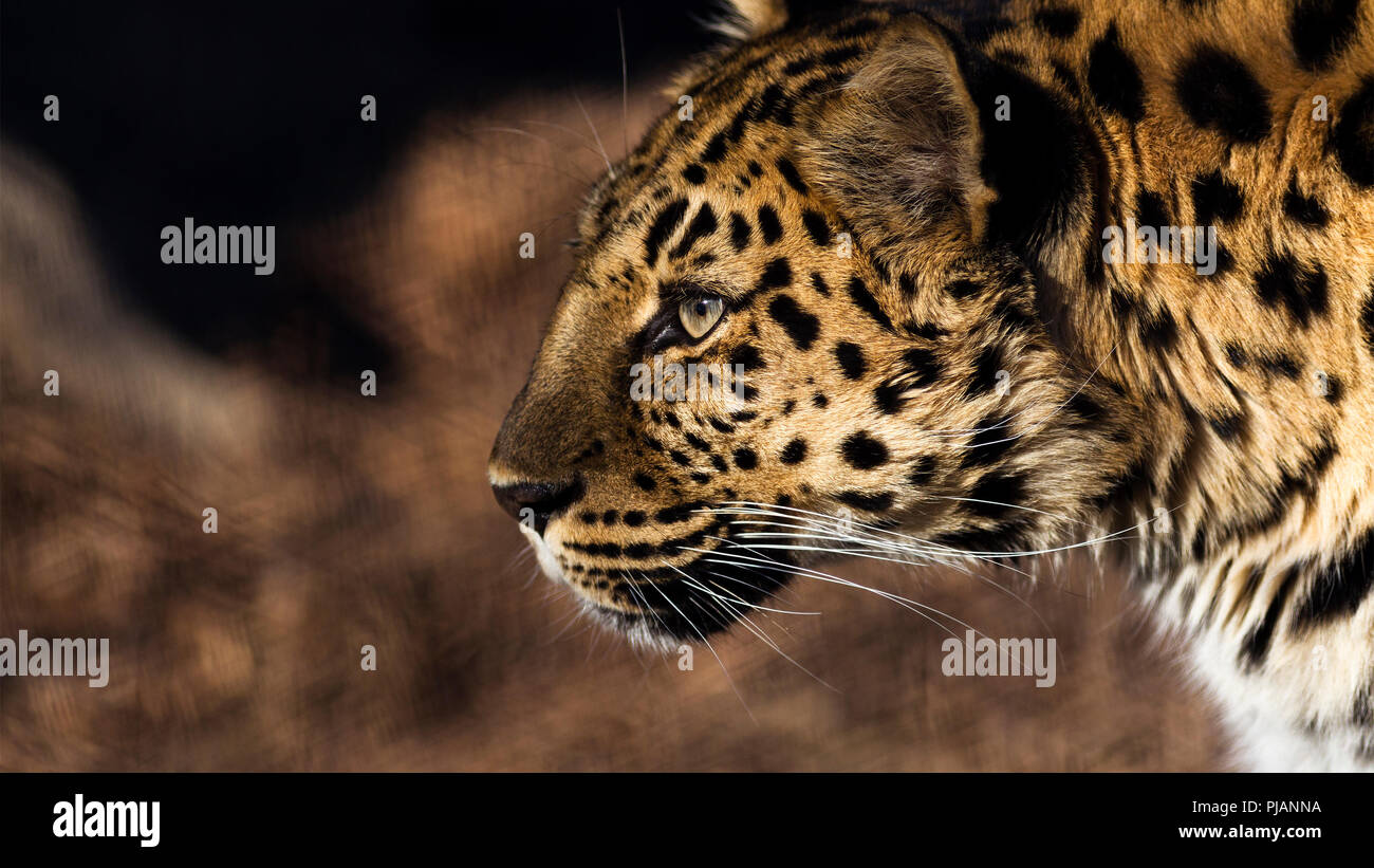 Leopard at sunset hi-res stock photography and images - Alamy
