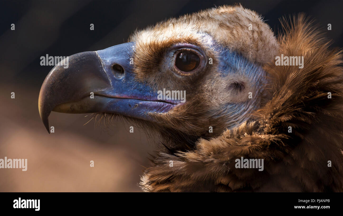 Vulture face portrait hi-res stock photography and images - Alamy