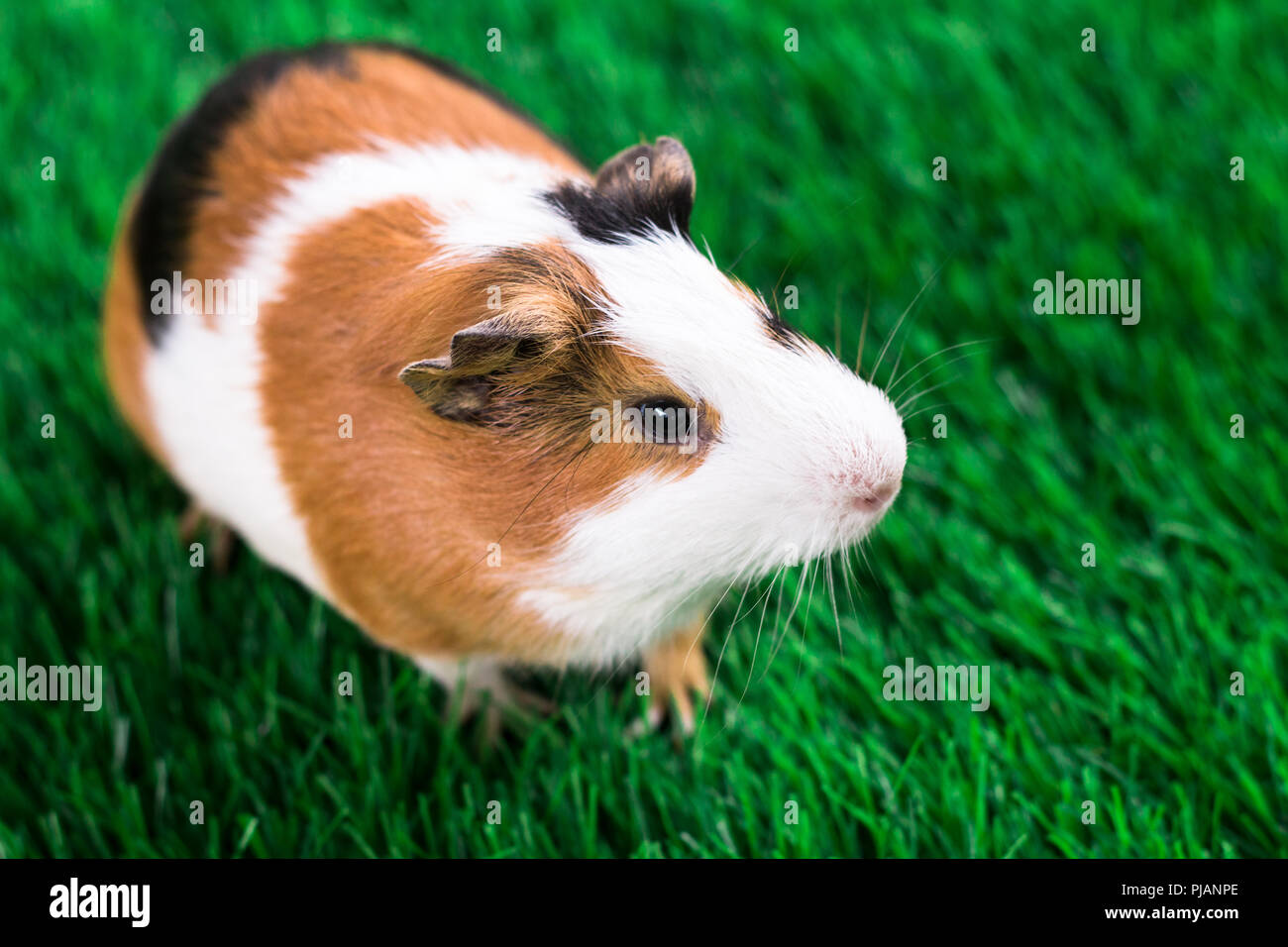 Pig photography hi-res stock photography and images - Alamy