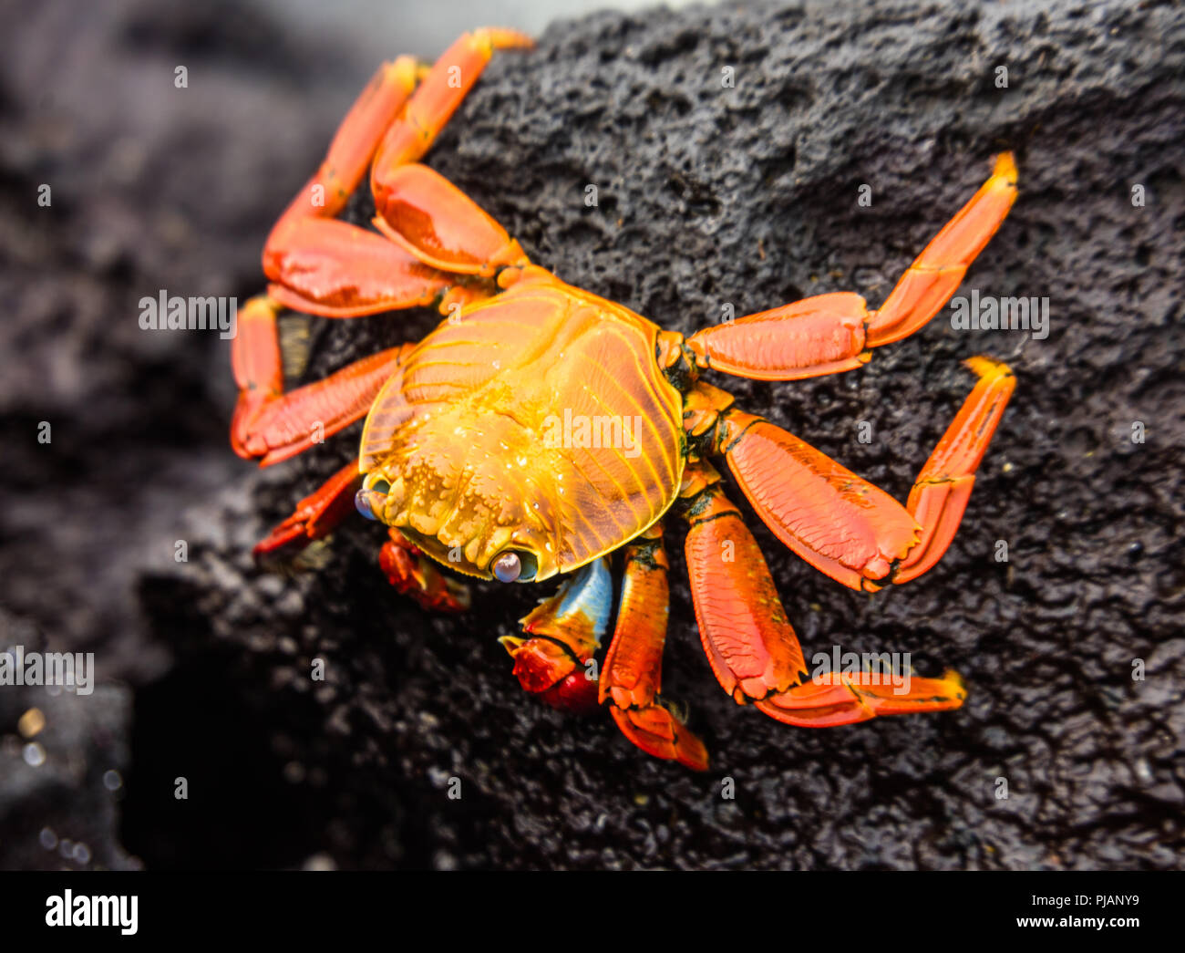 Red crab of the galápagos hi-res stock photography and images - Alamy