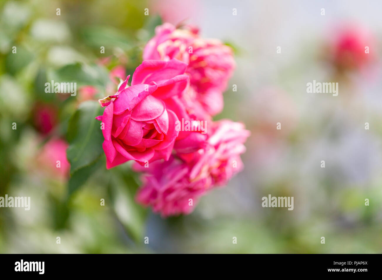 Rose with pink colour hi-res stock photography and images - Alamy