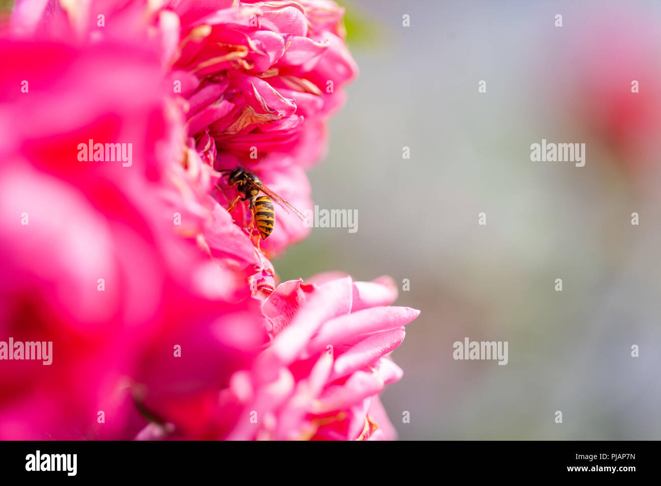 Pink nature roses from hi-res stock photography and images - Alamy