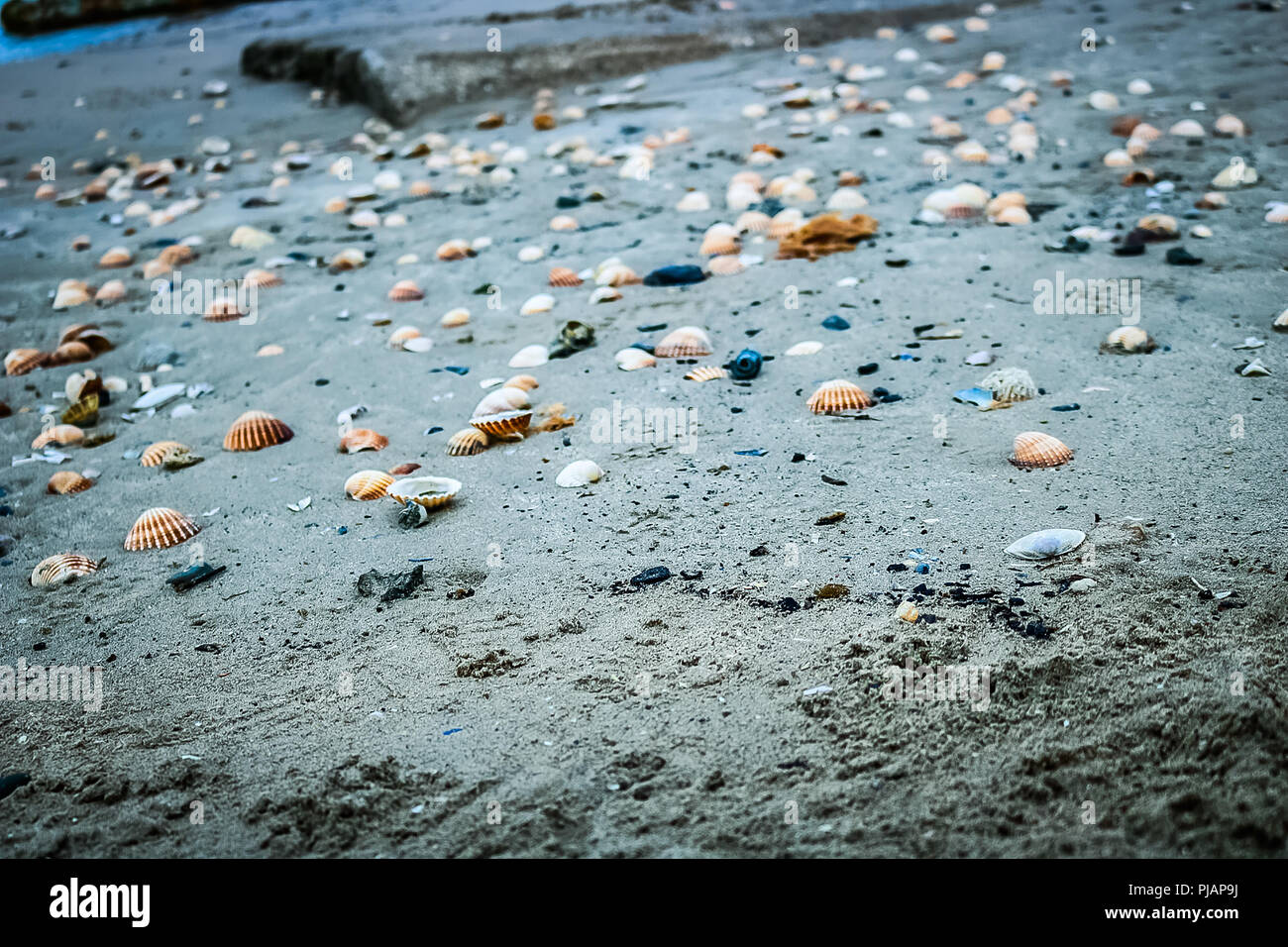 seashells on the seashore Stock Photo - Alamy