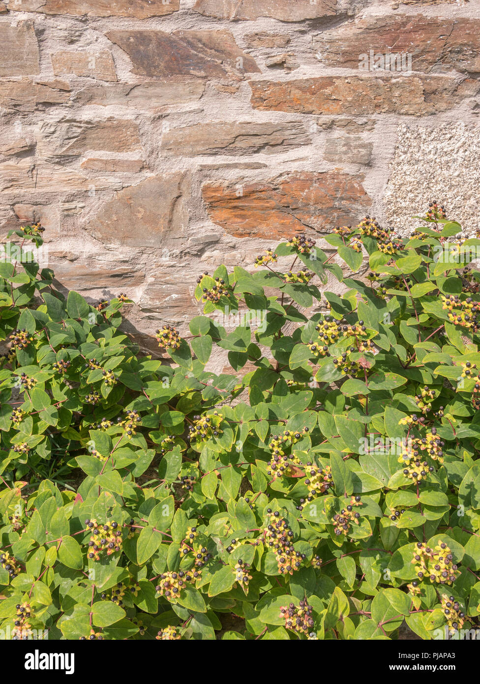Black berries of Tutsan / Hypericum androsaemum in sunshine. Tutsan was ...