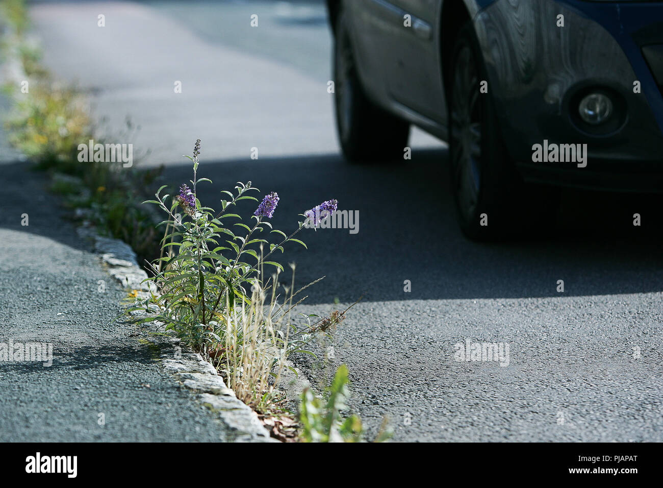 Pretty buddleia bush hi-res stock photography and images - Alamy