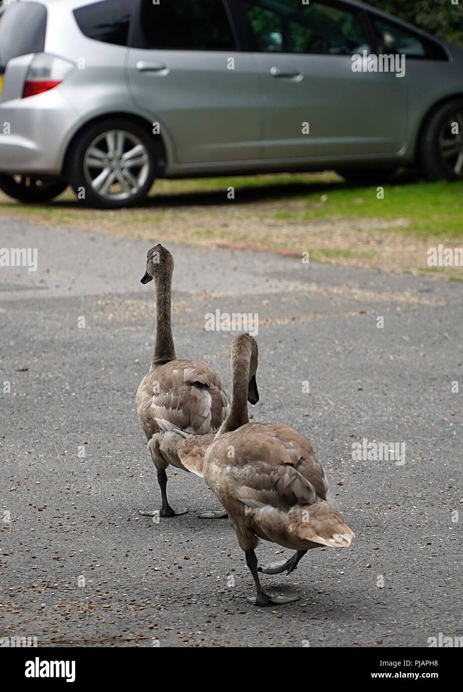 Young Cygnet swans walking through a car park Stock Photo - Alamy