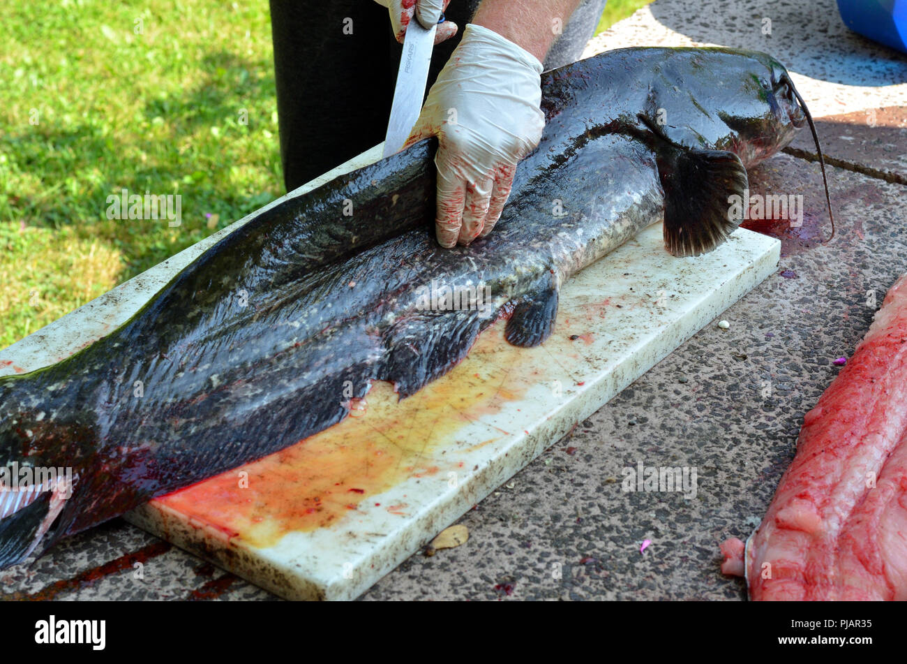Fish slaughter board hi-res stock photography and images - Alamy