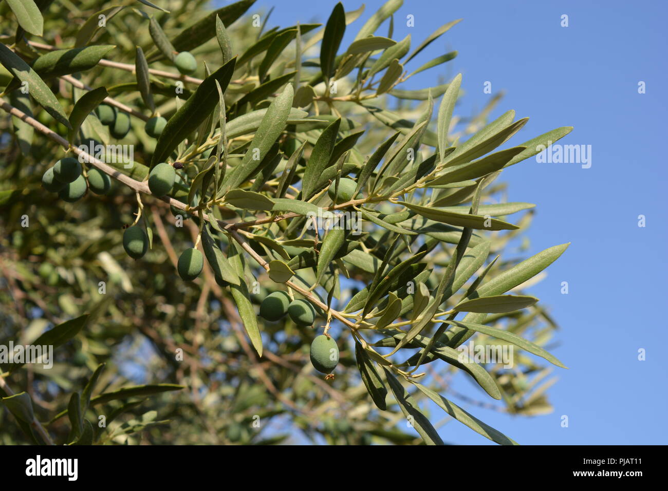 Olive tree olea europaea leaves hi-res stock photography and images - Alamy