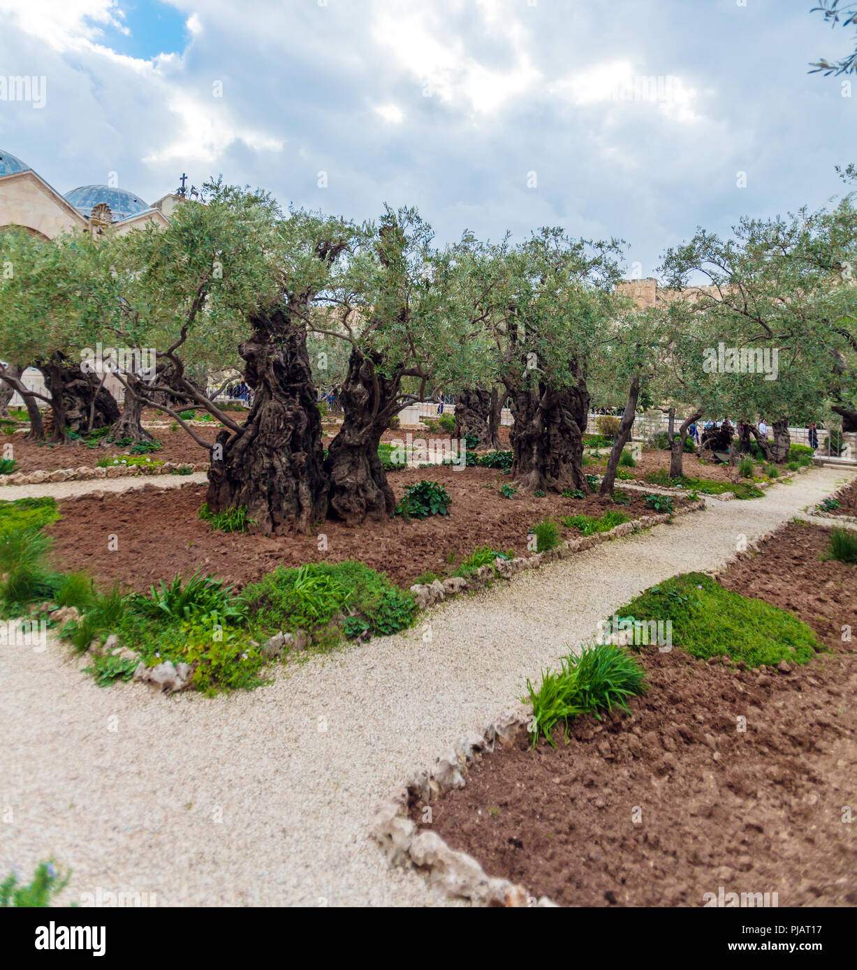 Gethsemane Garden at Mount of Olives, Jerusalem Stock Photo - Alamy