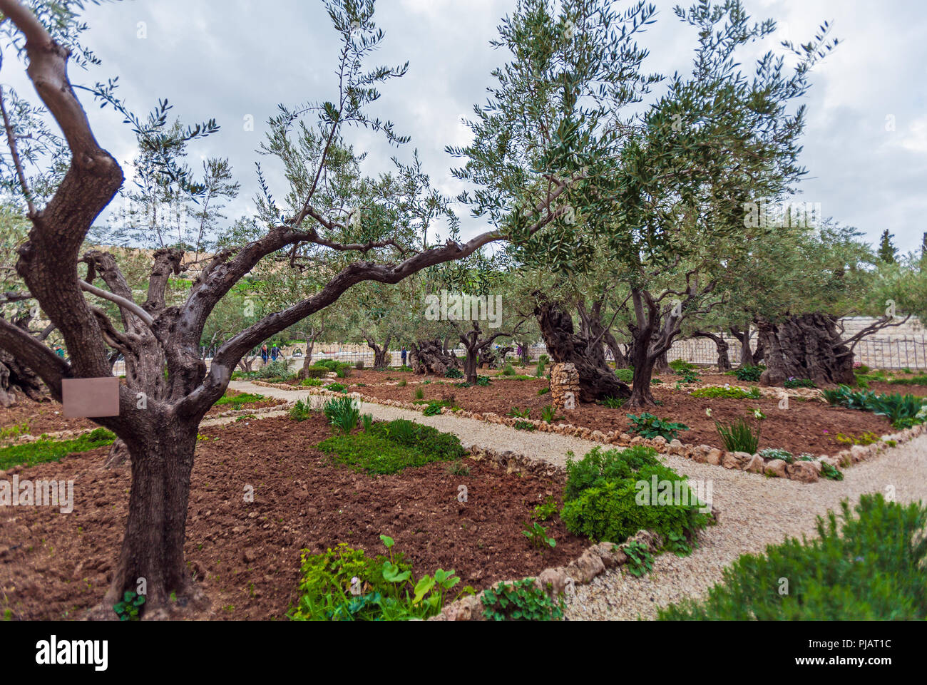 Gethsemane Garden at Mount of Olives, Jerusalem Stock Photo - Alamy