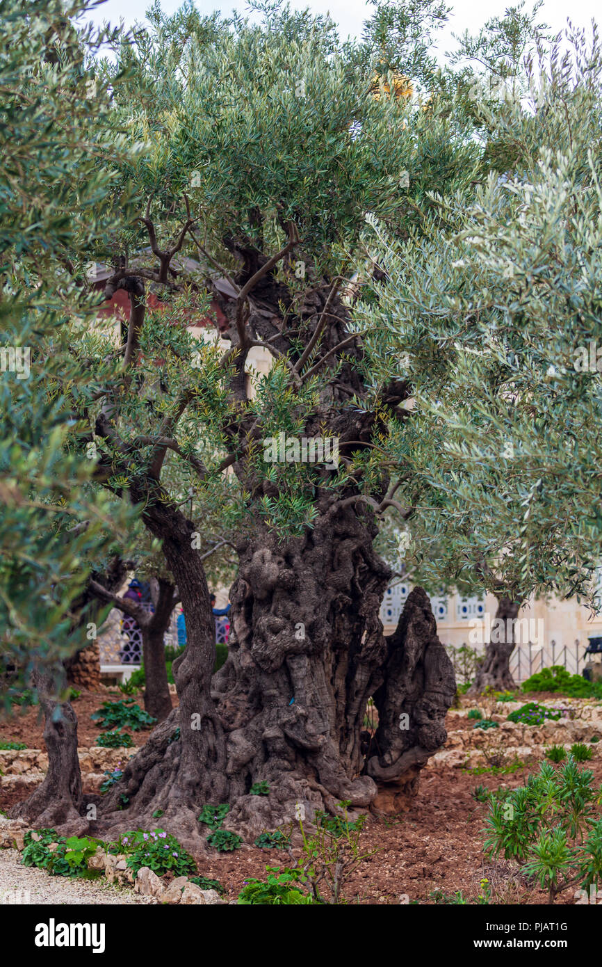 Gethsemane Garden at Mount of Olives, Jerusalem Stock Photo - Alamy