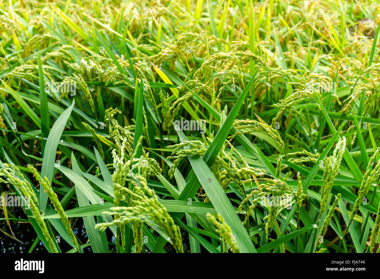 Golden color of rice seed hi-res stock photography and images - Alamy