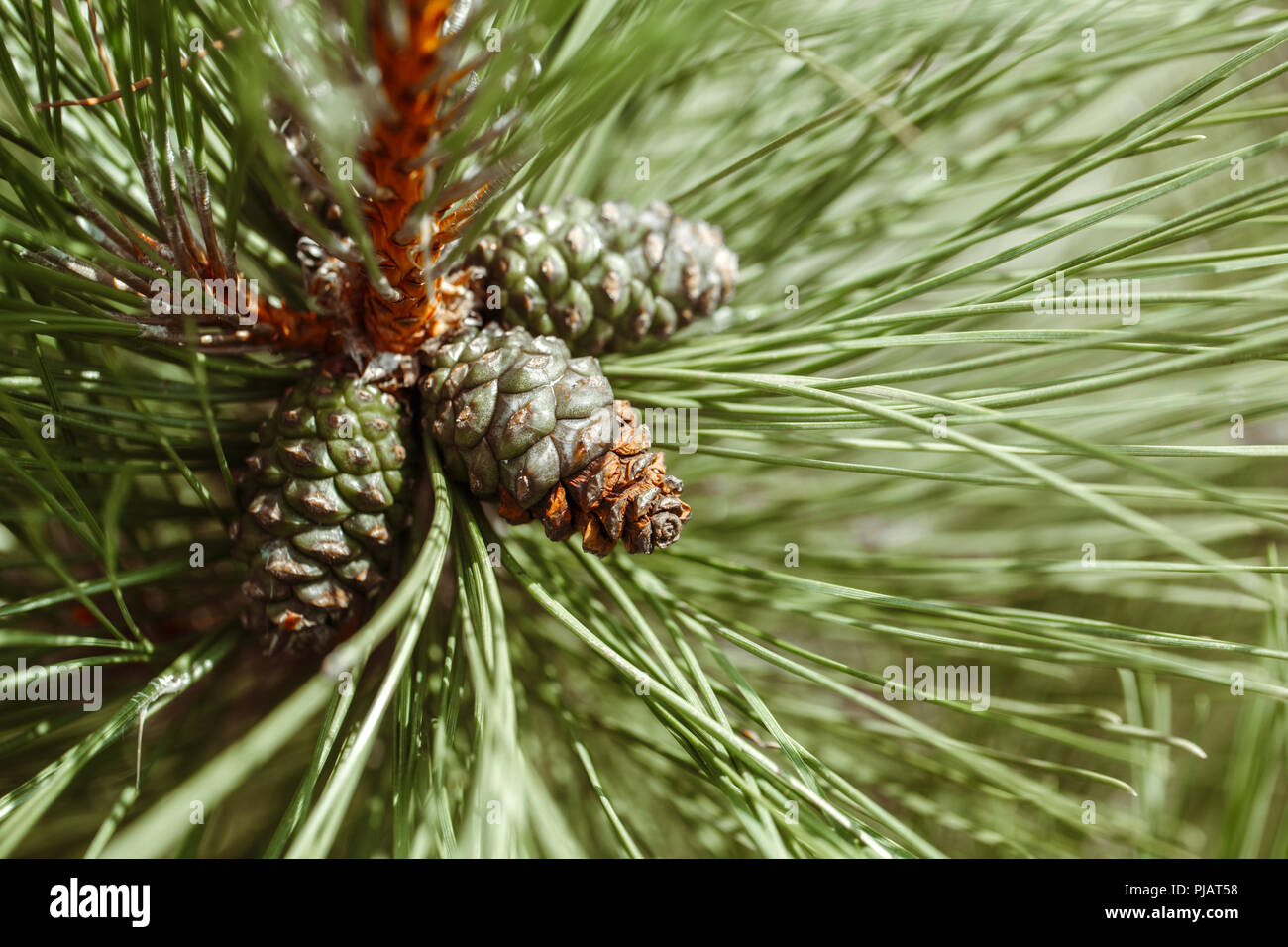 Long needles pine hi-res stock photography and images - Alamy