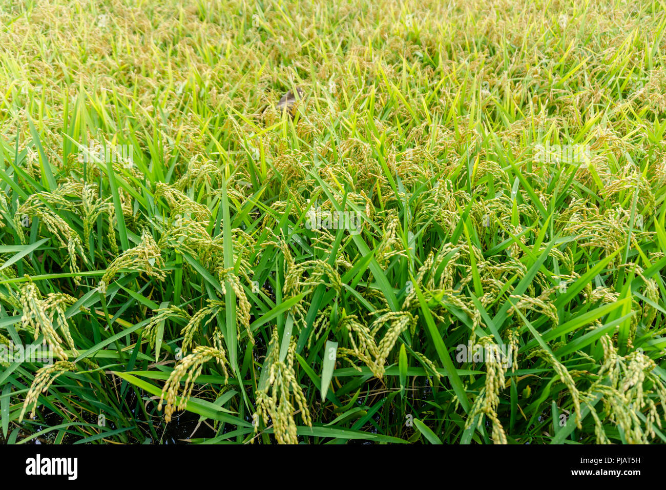 Golden rice paddy rice harvest plump paddy Stock Photo - Alamy