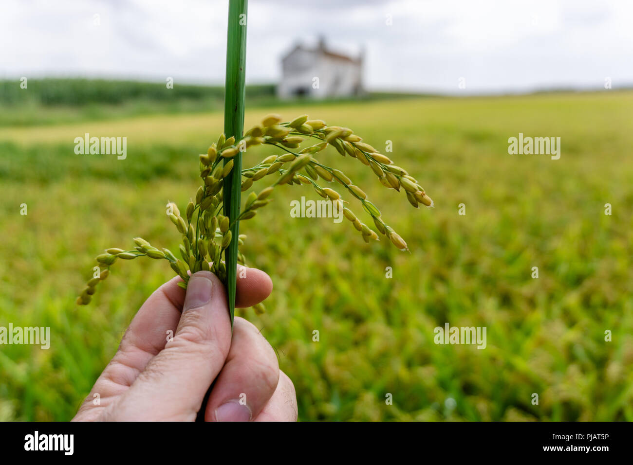 Close up paddy rice field Stock Photo - Alamy