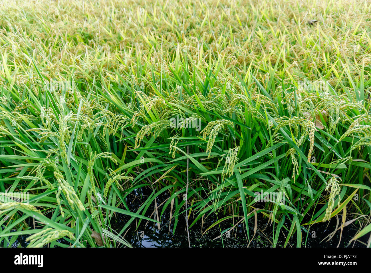 Golden rice paddy rice harvest plump paddy Stock Photo - Alamy