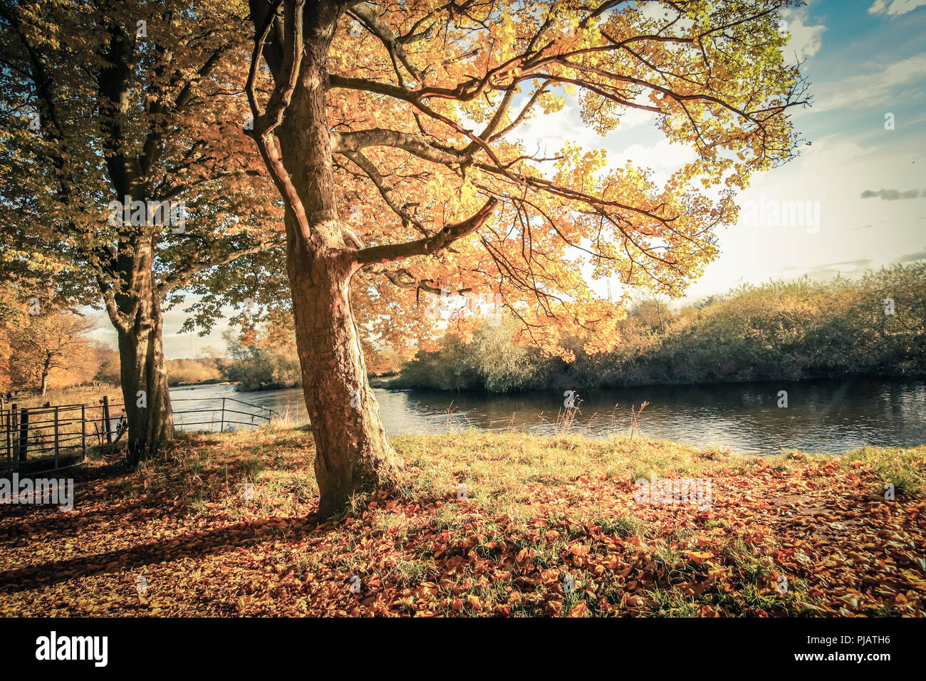 Beautiful, golden autumn scenery with trees and golden leaves in the ...