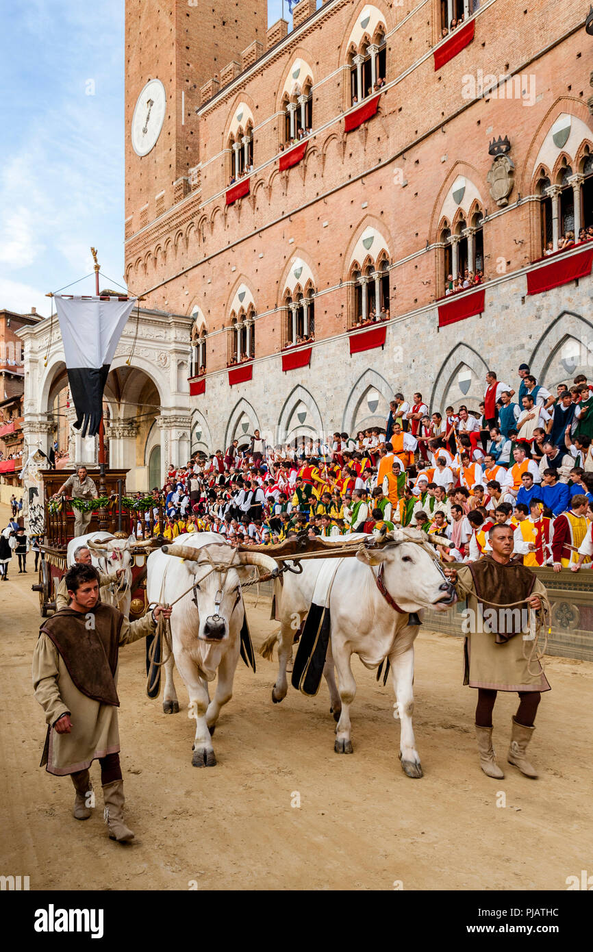 The White Oxen Traditionally Form Part Of The Corteo Storico ...
