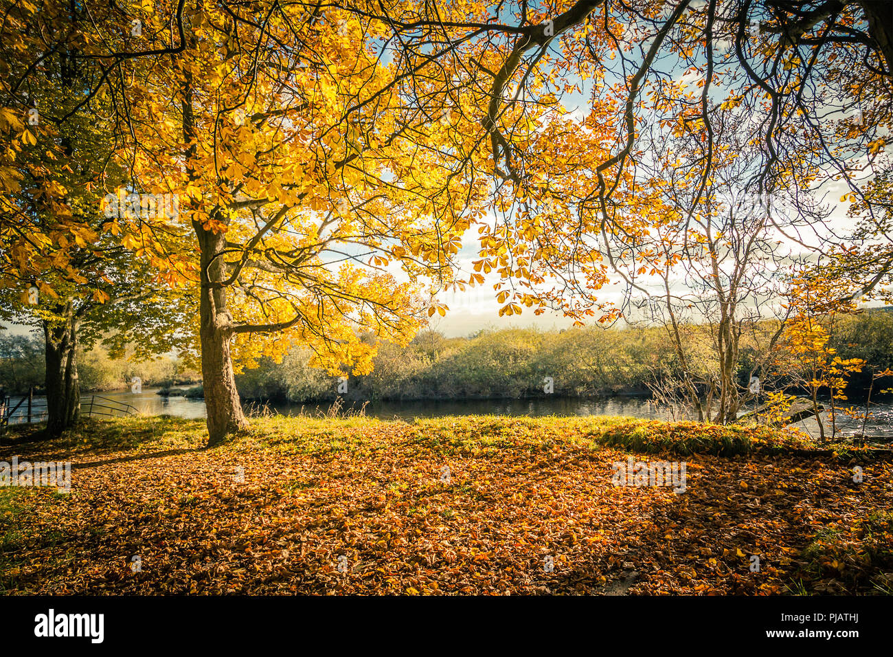 Beautiful, golden autumn scenery with trees and golden leaves in the ...