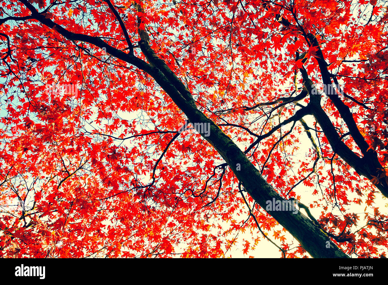 Beautiful, autumnal red Japanese maple tree canopy as beautiful ...
