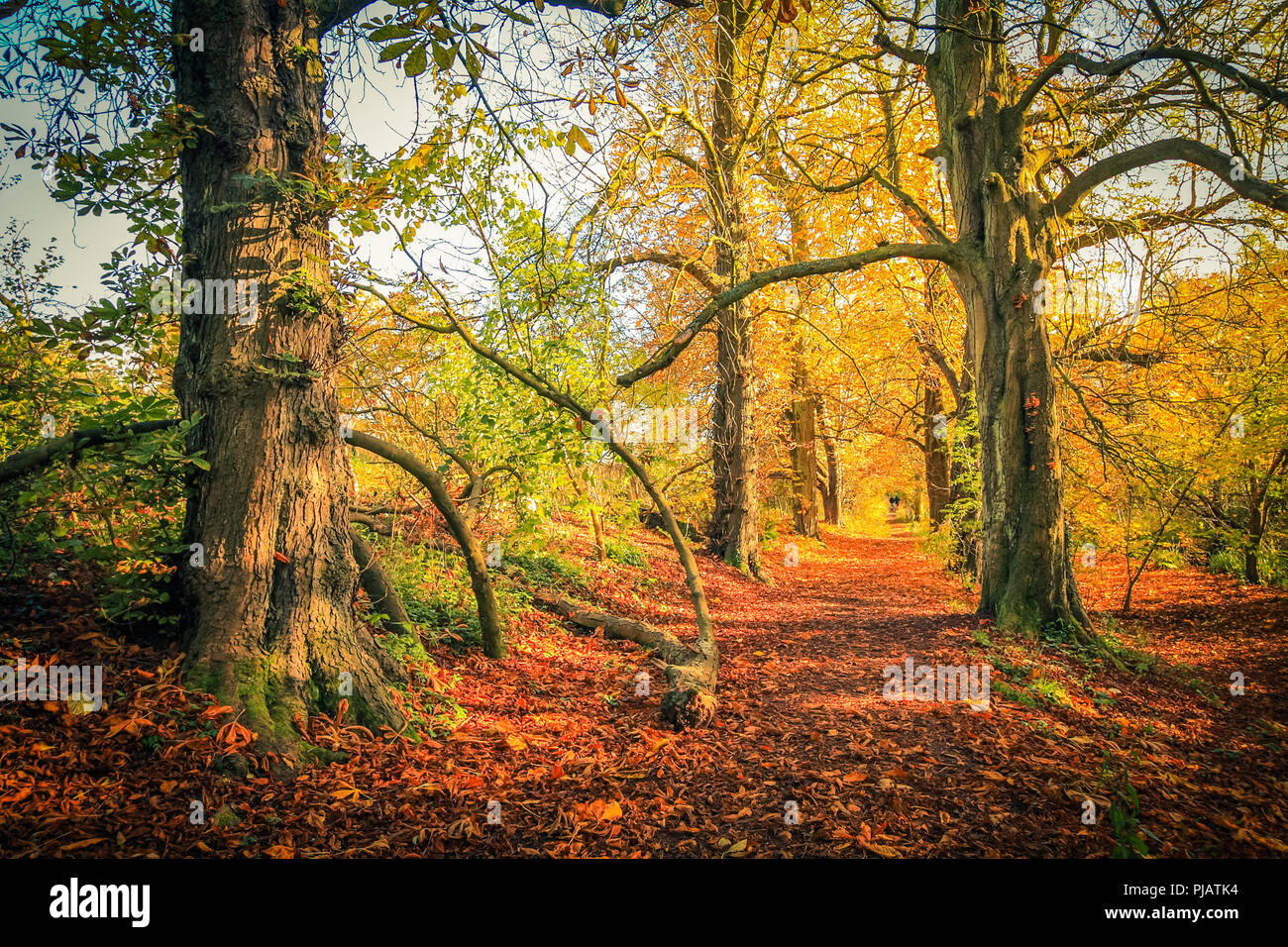 Beautiful, golden autumn scenery with trees and golden leaves in the ...