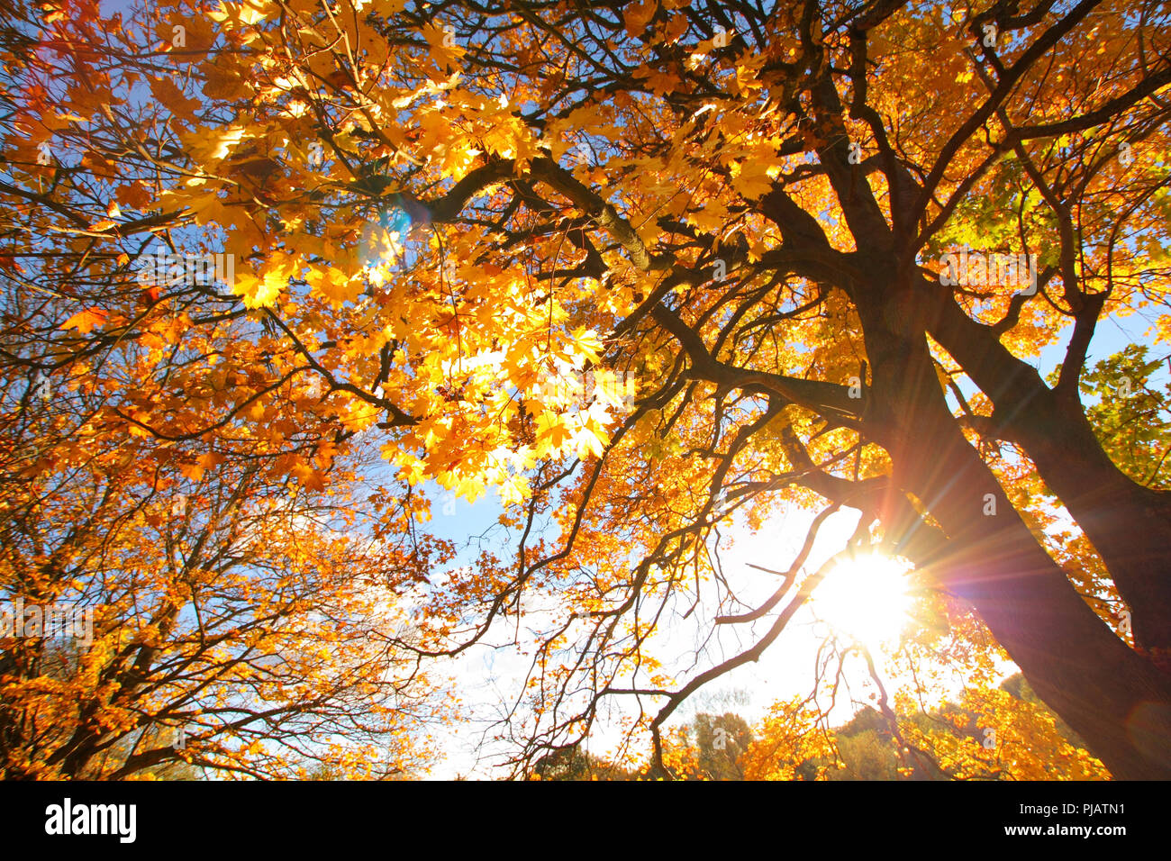Beautiful, autumnal background with canopy of leaves and branches Stock ...