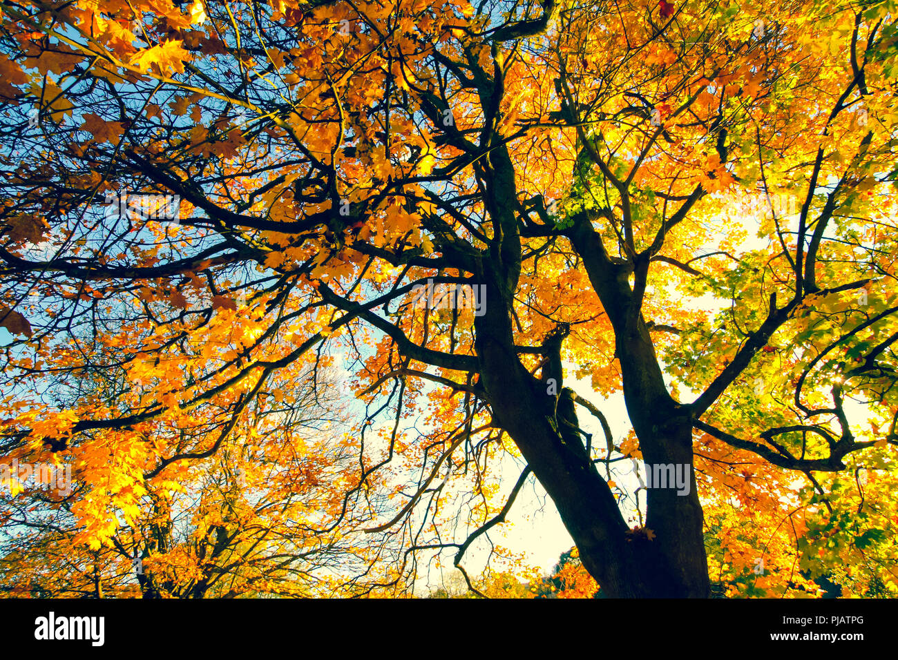 Beautiful, autumnal background with canopy of leaves and branches Stock ...