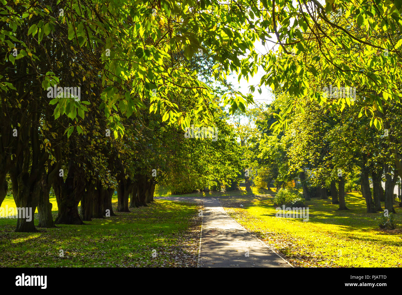 A path along the alley of green trees in Dunbeth Park, Coatbridge ...