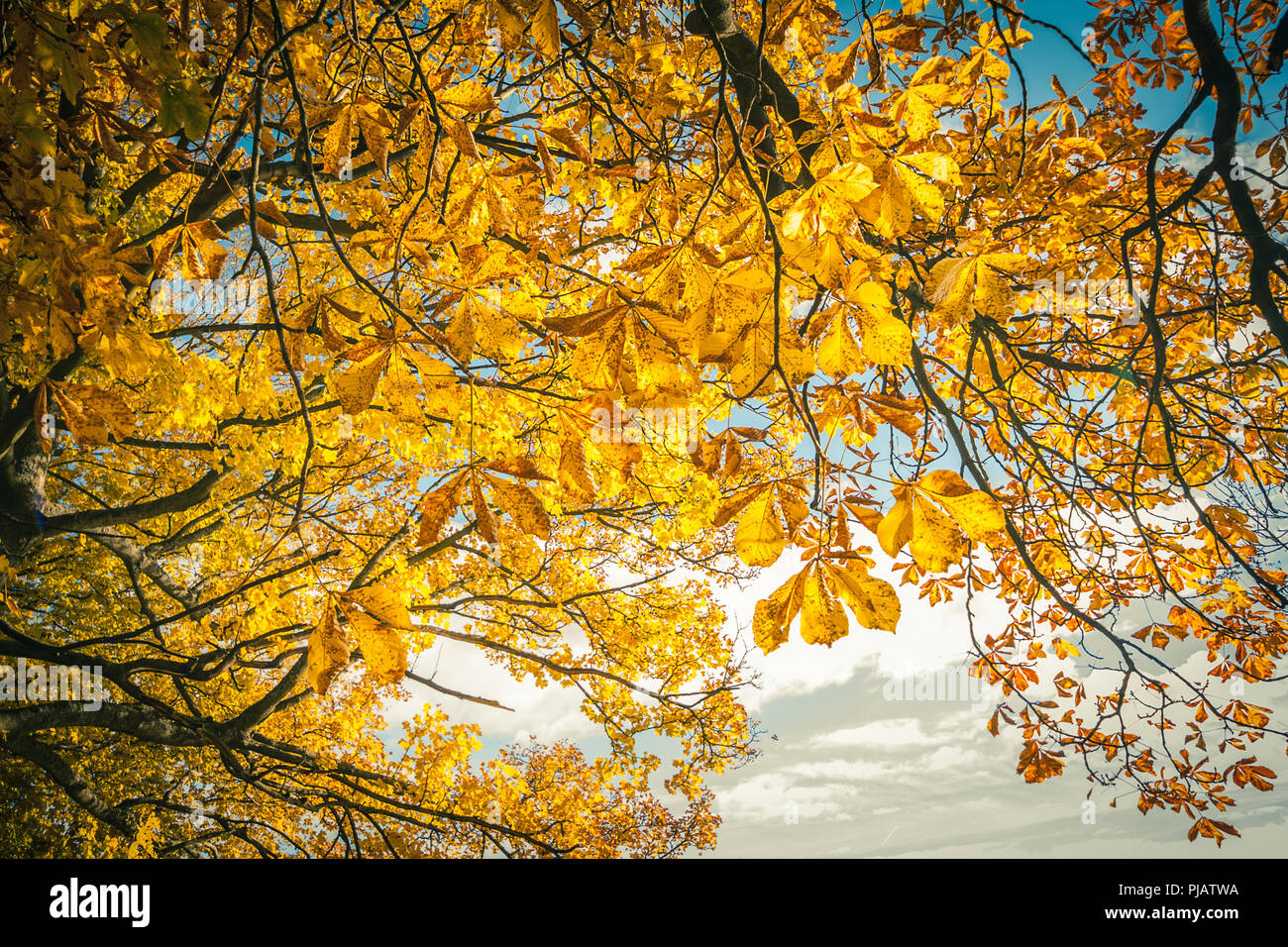 Beautiful, autumnal background with canopy of leaveas and branches ...