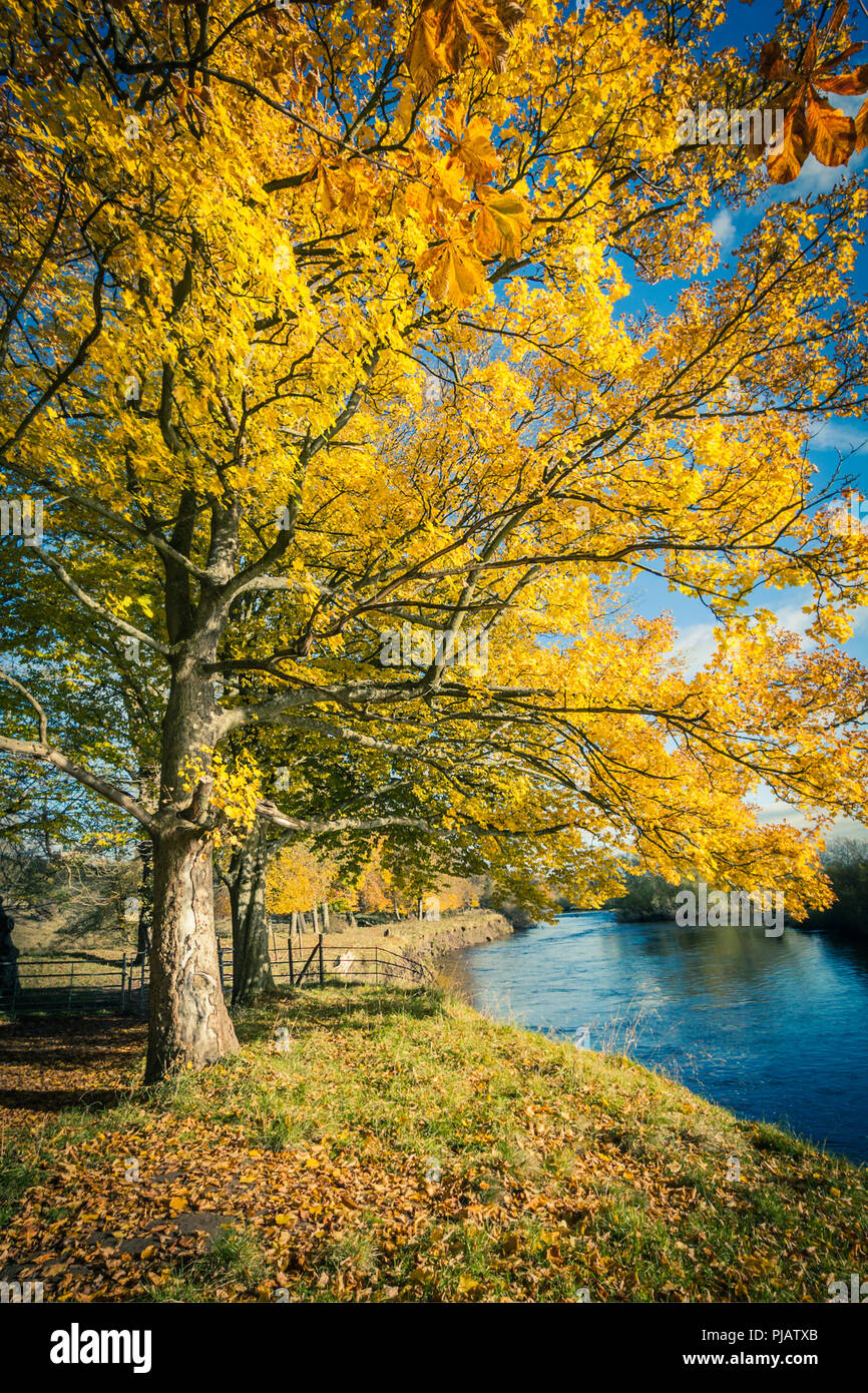 Beautiful, golden autumn scenery with trees and golden leaves in the ...