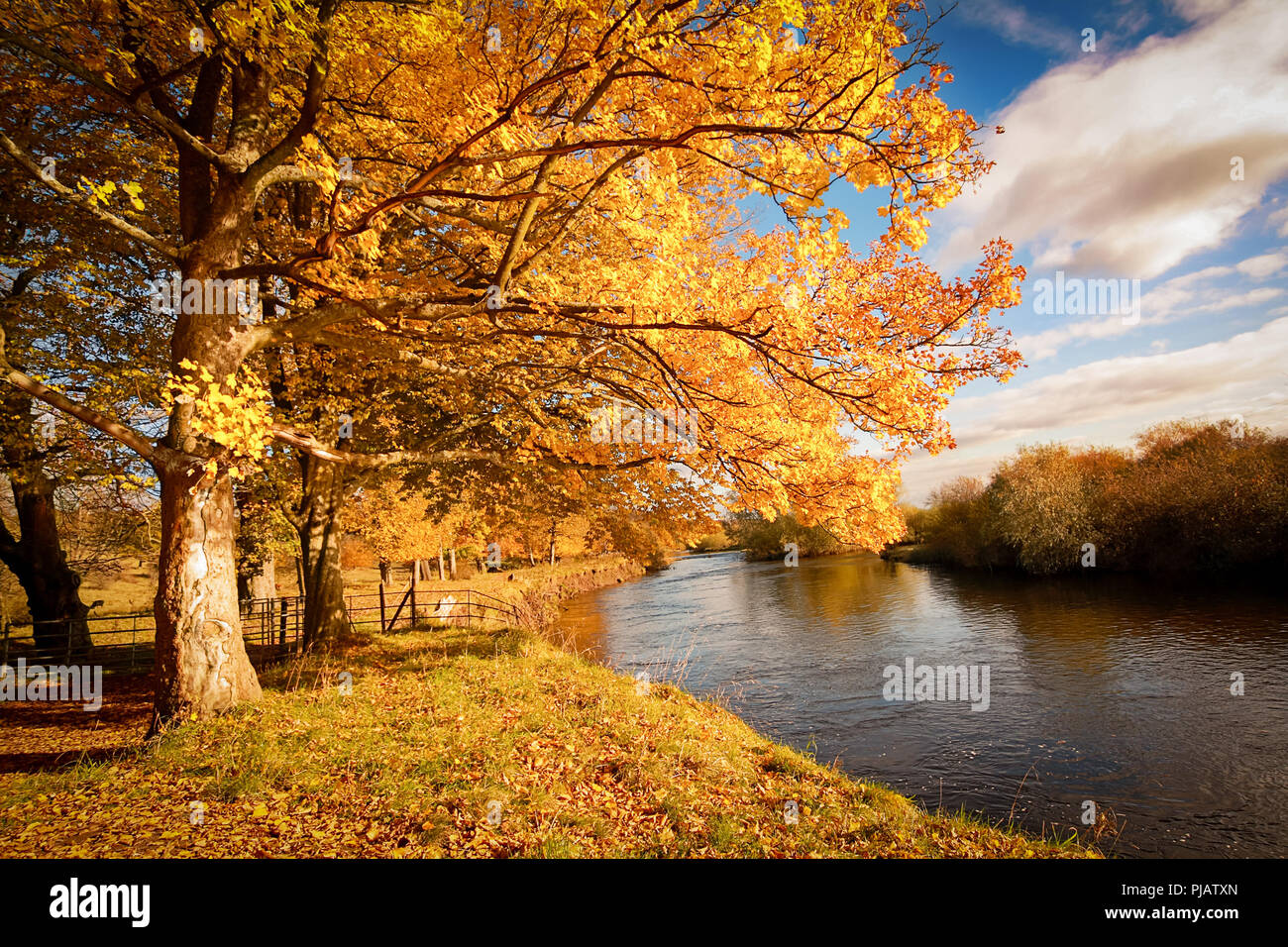 Beautiful, golden autumn scenery with trees and golden leaves in the ...