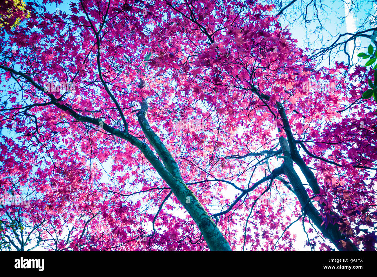 Red canopy of Japanese maple tree, beautiful, natural background Stock ...