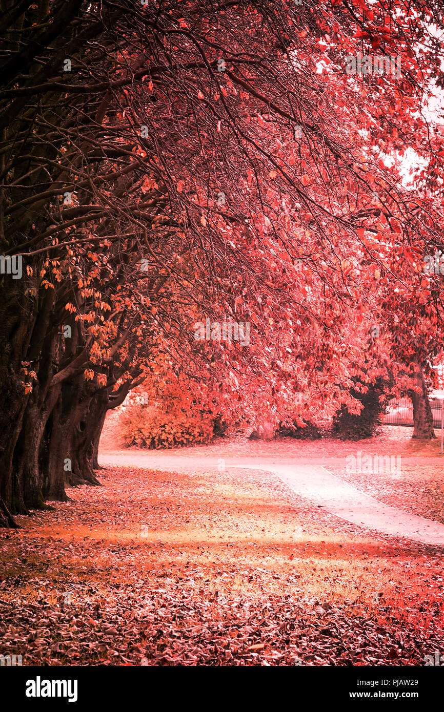 Beautiful, golden autumn scenery with trees and golden leaves in the ...