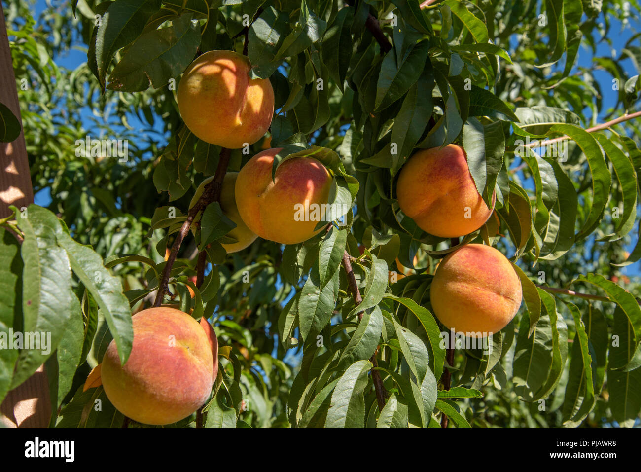 Peach orchrd, central California Stock Photo - Alamy