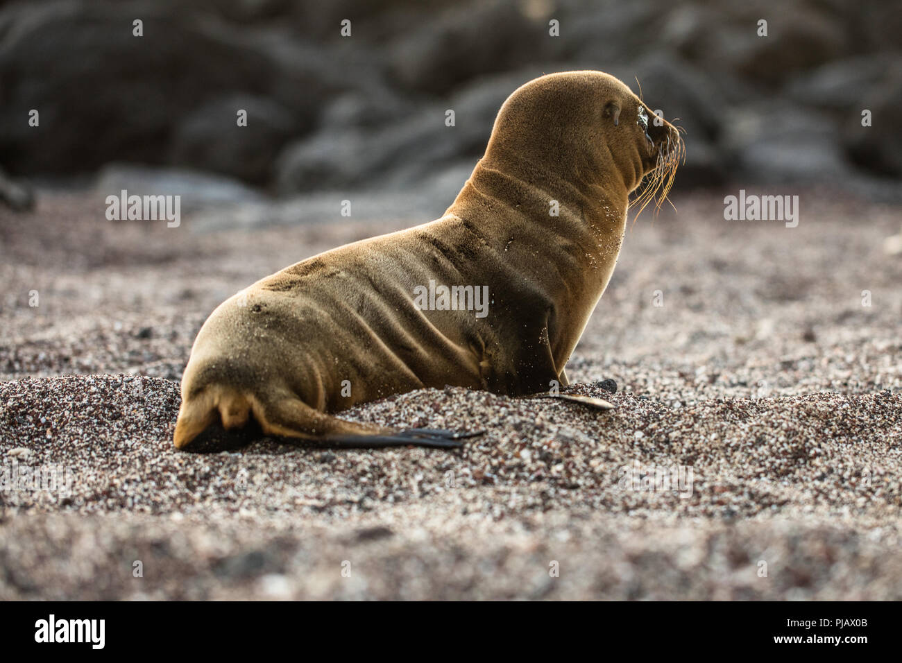 Baby crying beach hi-res stock photography and images - Alamy