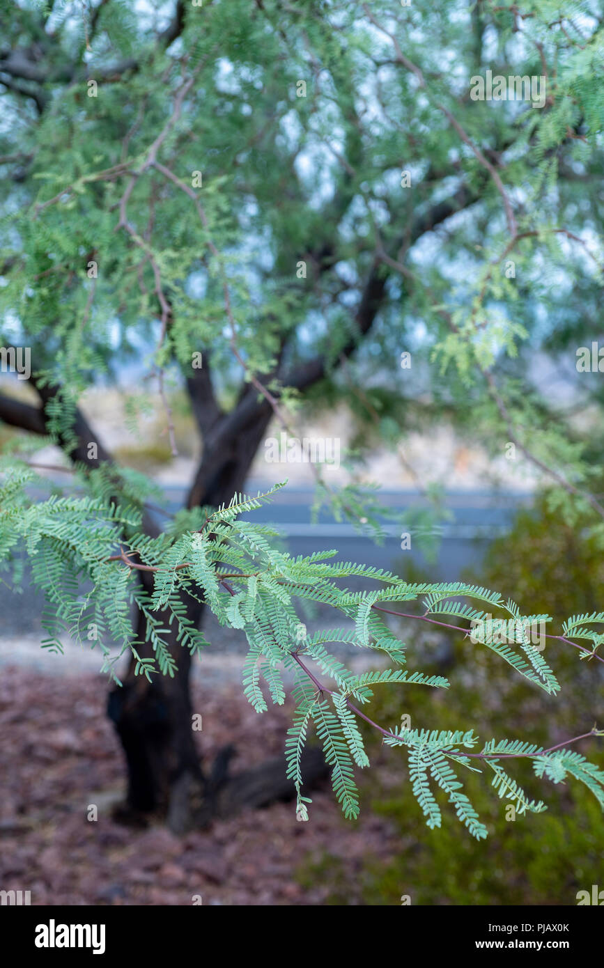 Mojave Desert Mesquite tree branches and leaves Stock Photo - Alamy