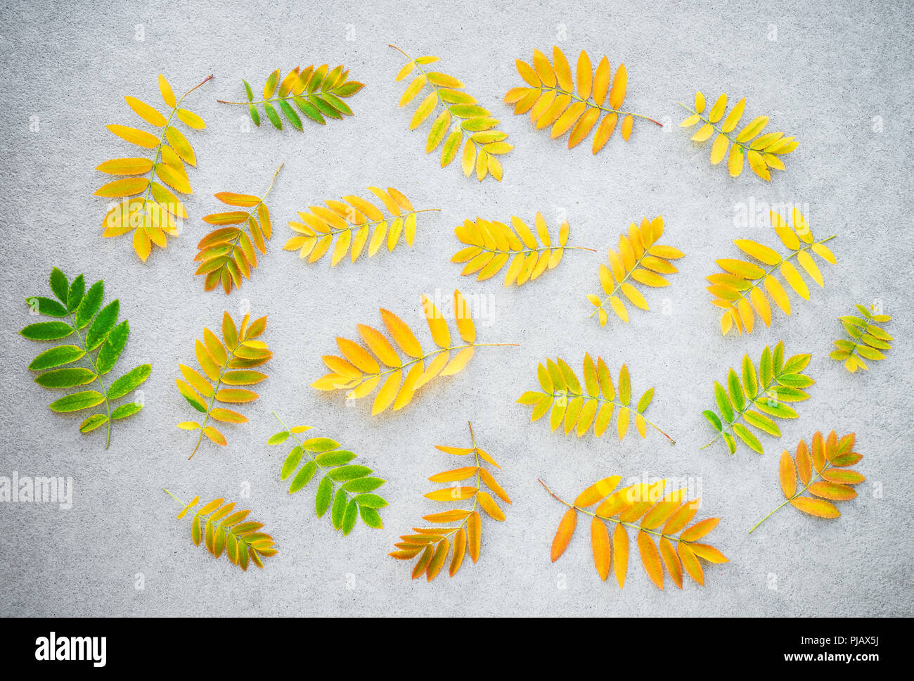 Golden ashberry tree leaves on concrete background. Autumn theme Stock ...