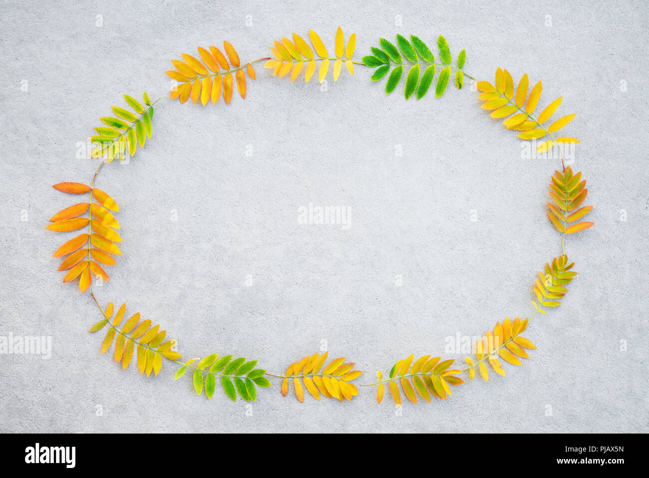 Frame made of vibrant ashberry tree leaves, on gray concrete background ...