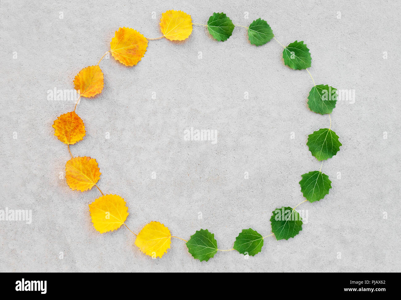 Life cycle of a plants hi-res stock photography and images - Alamy