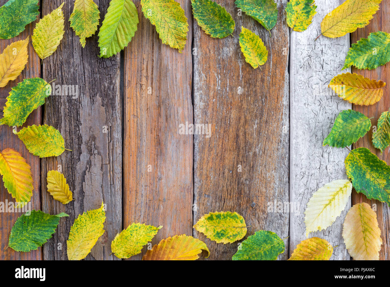 Frame made of bright autumn leaves on old wood background. Colorful ...