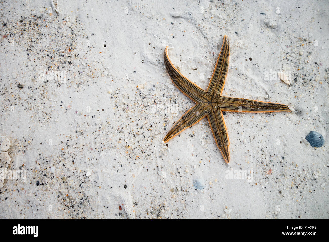 Starfish on a beach hi-res stock photography and images - Alamy