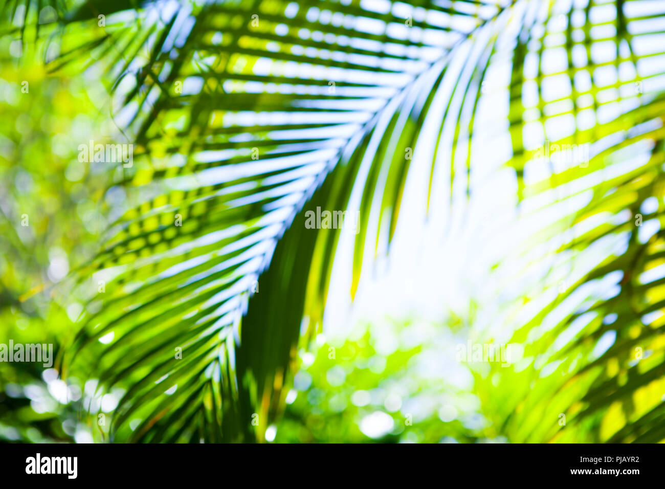 Tropical shiny summer palm green leaves blurred background. Copy space ...