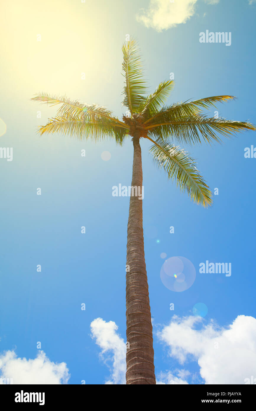 Tropical palm with sun light on blue sky background Stock Photo - Alamy