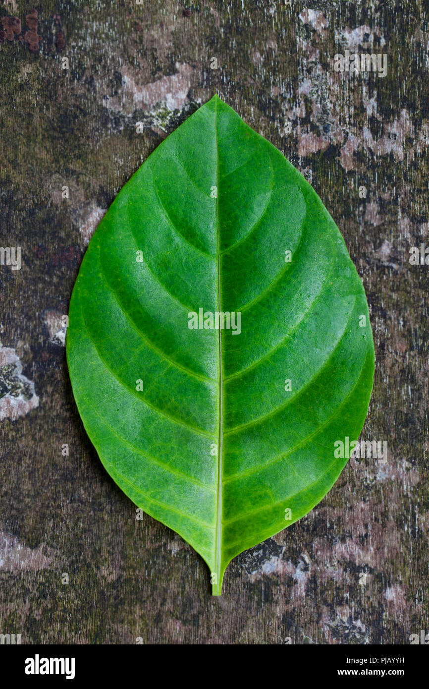 Tropical green leaf on aged natural wooden surface. Copy space. Top ...