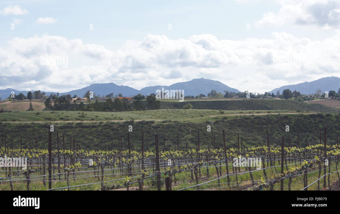 Vineyard grass hi-res stock photography and images - Alamy