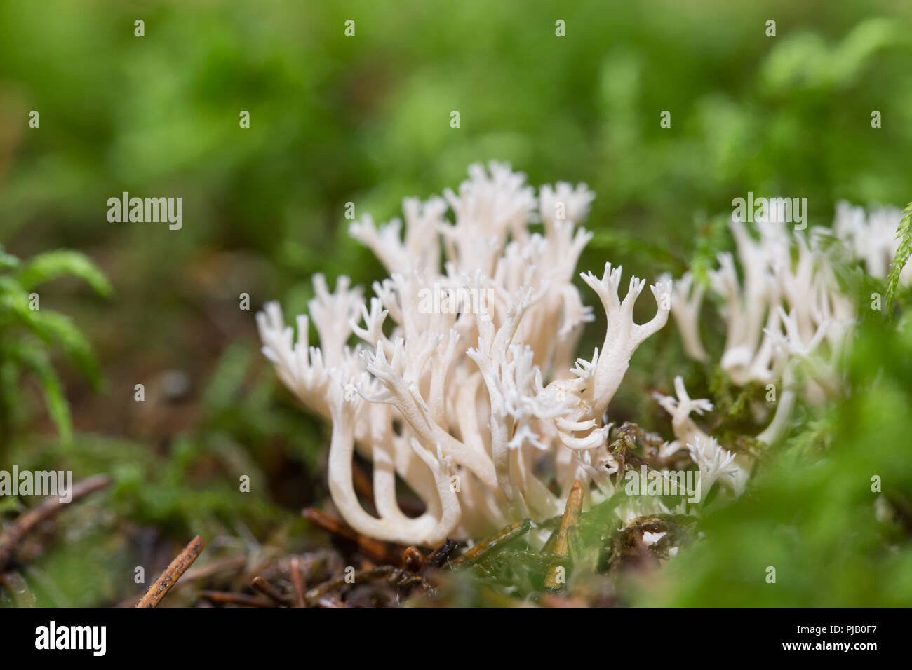 Gomphaceae hi-res stock photography and images - Alamy